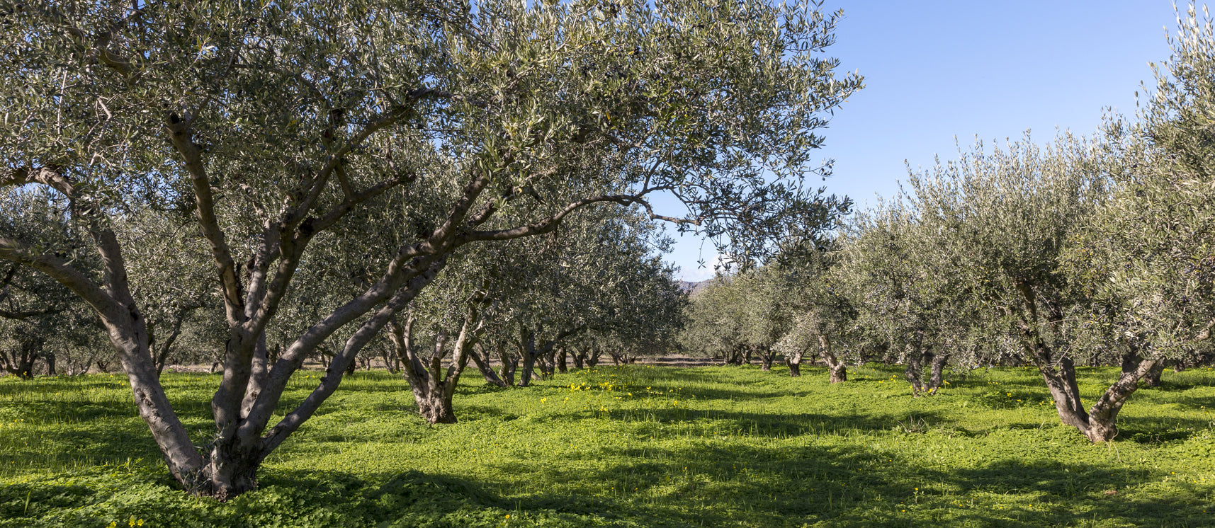 Pleasant Valley Farms Olive Oil